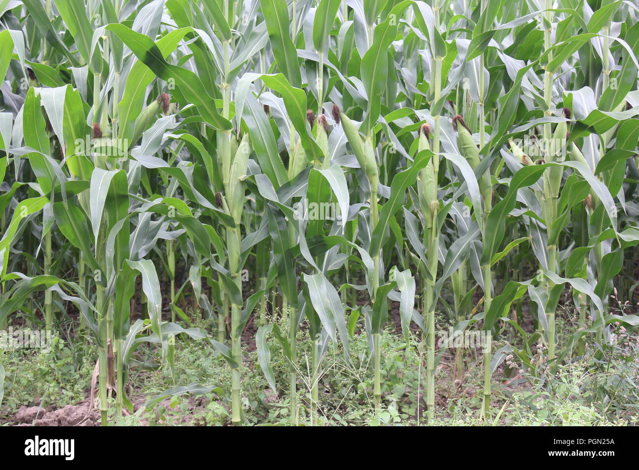 Thriving corn crop hi-res stock photography and images - Alamy
