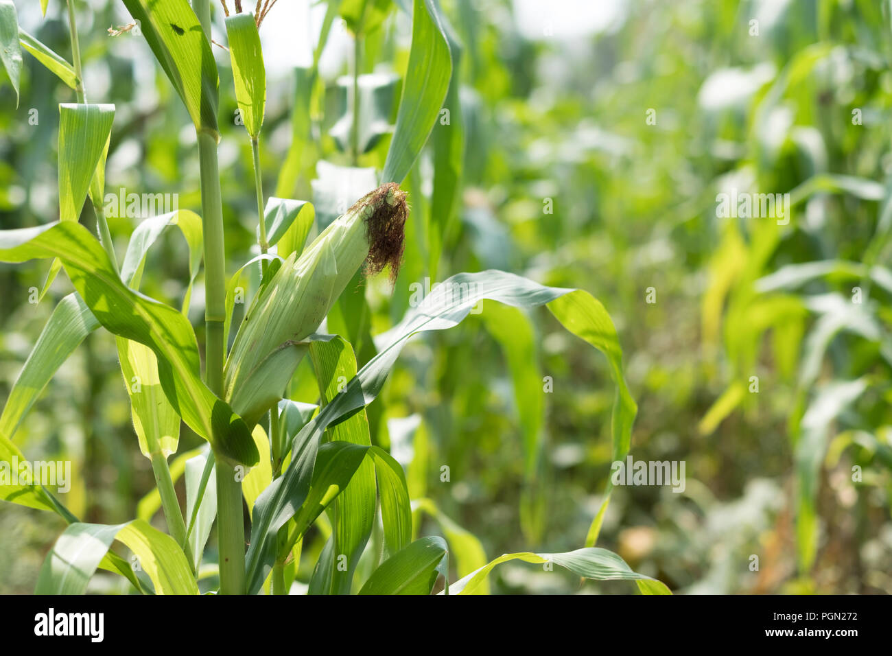 Organic sweet corn in green hi-res stock photography and images - Alamy