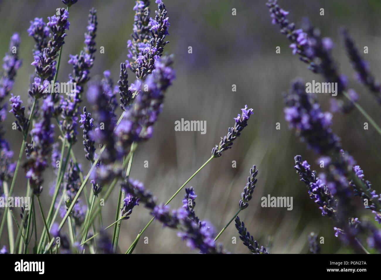 French provence organic farming hi-res stock photography and images - Alamy