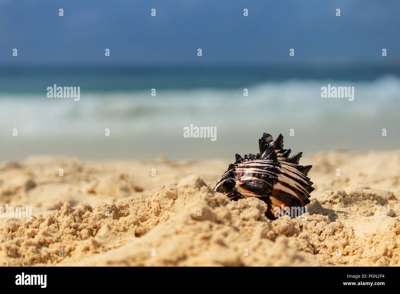 summer snapshot. black and white seashell in the sand. Focus on ...