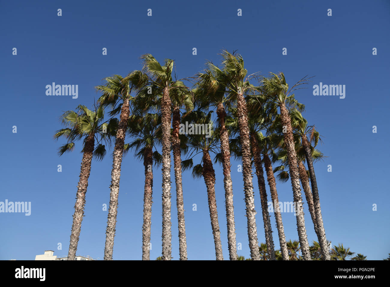 A beautiful cluster of palm trees on the beach with a blue sky ...