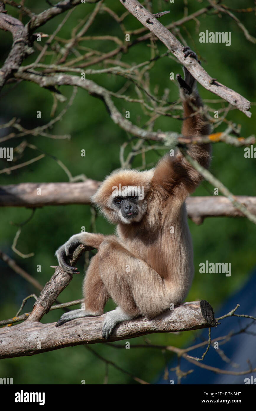 Gibbon lar gibbon hylobates lar hi-res stock photography and images - Alamy