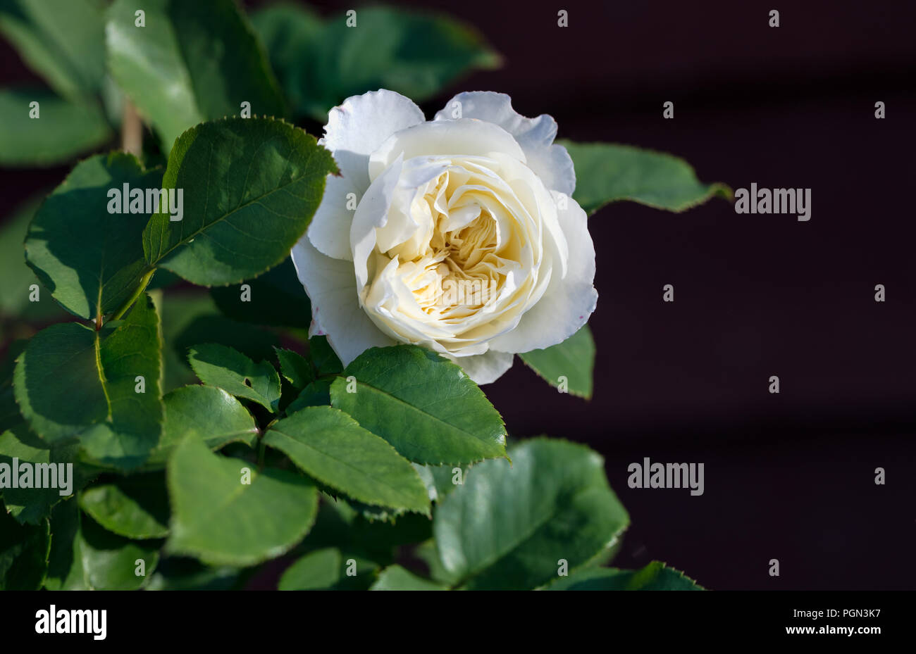 Rosa tranquillity hi-res stock photography and images - Alamy