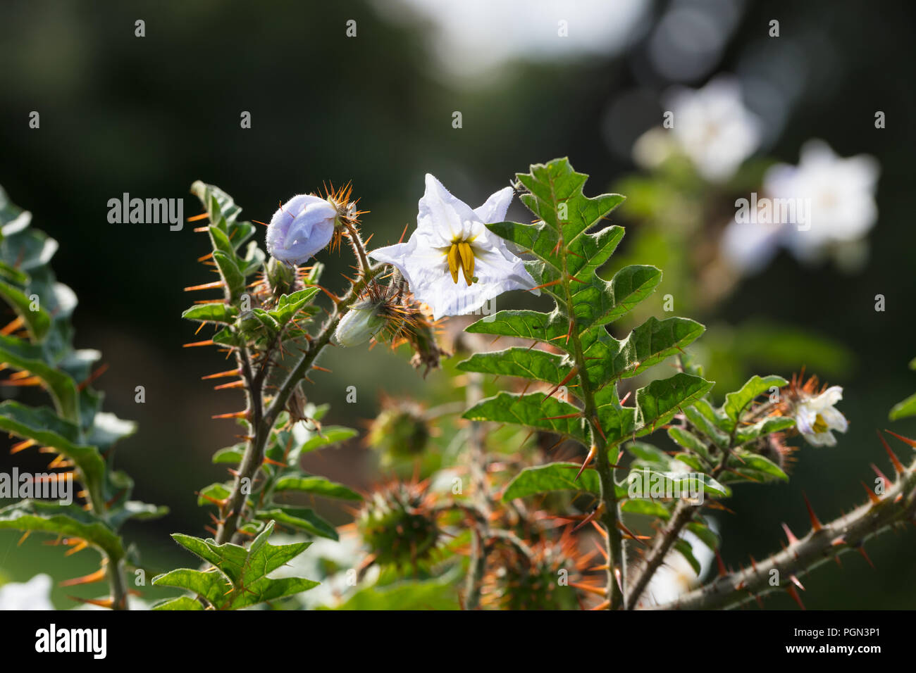 Sticky Nightshade, Blek taggborre (Solanum sisymbriifolium Stock Photo ...