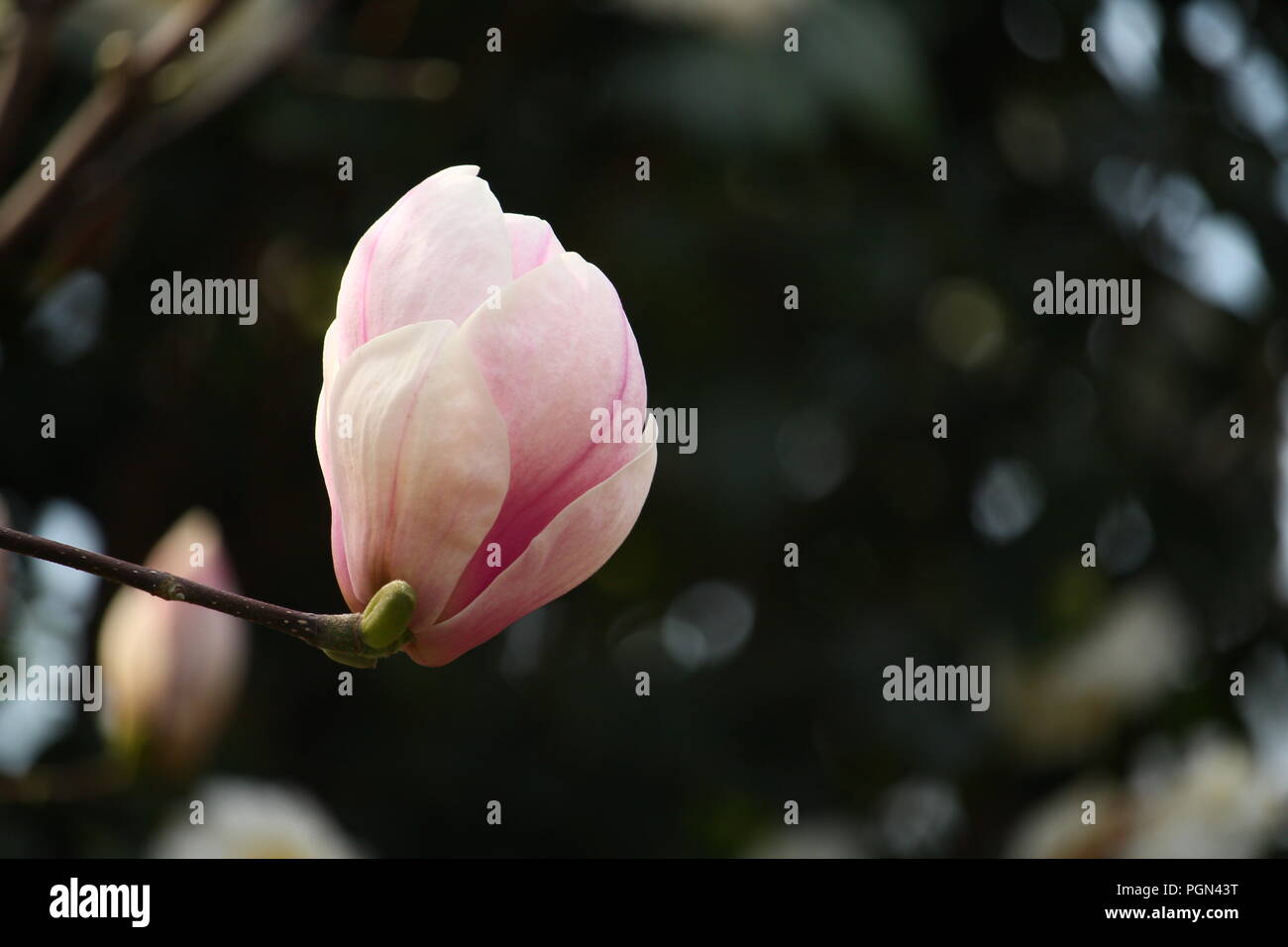 Magnolia in the park hi-res stock photography and images - Alamy
