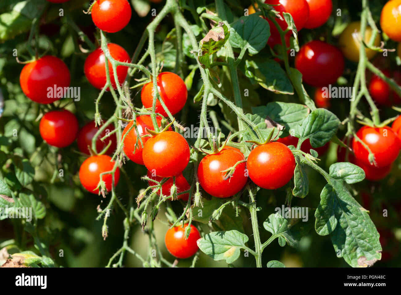Red Sweet Tasty Organic Cherry Tomatoes Plant Farming Stock Photo - Alamy