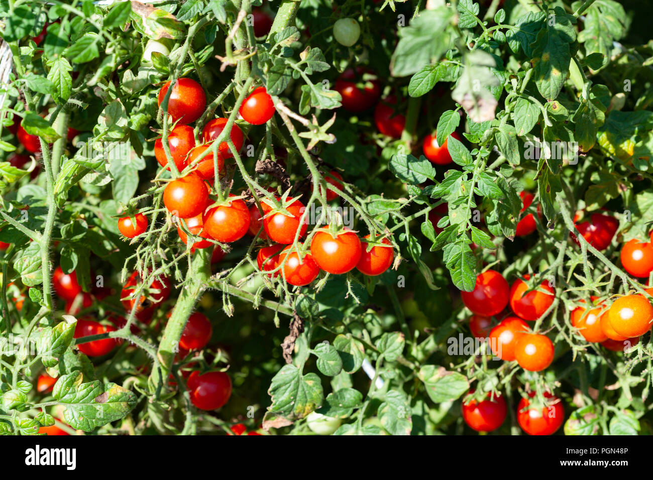 Organic Farming Red Cherry Tomatoes Plant Closeup Stock Photo - Alamy