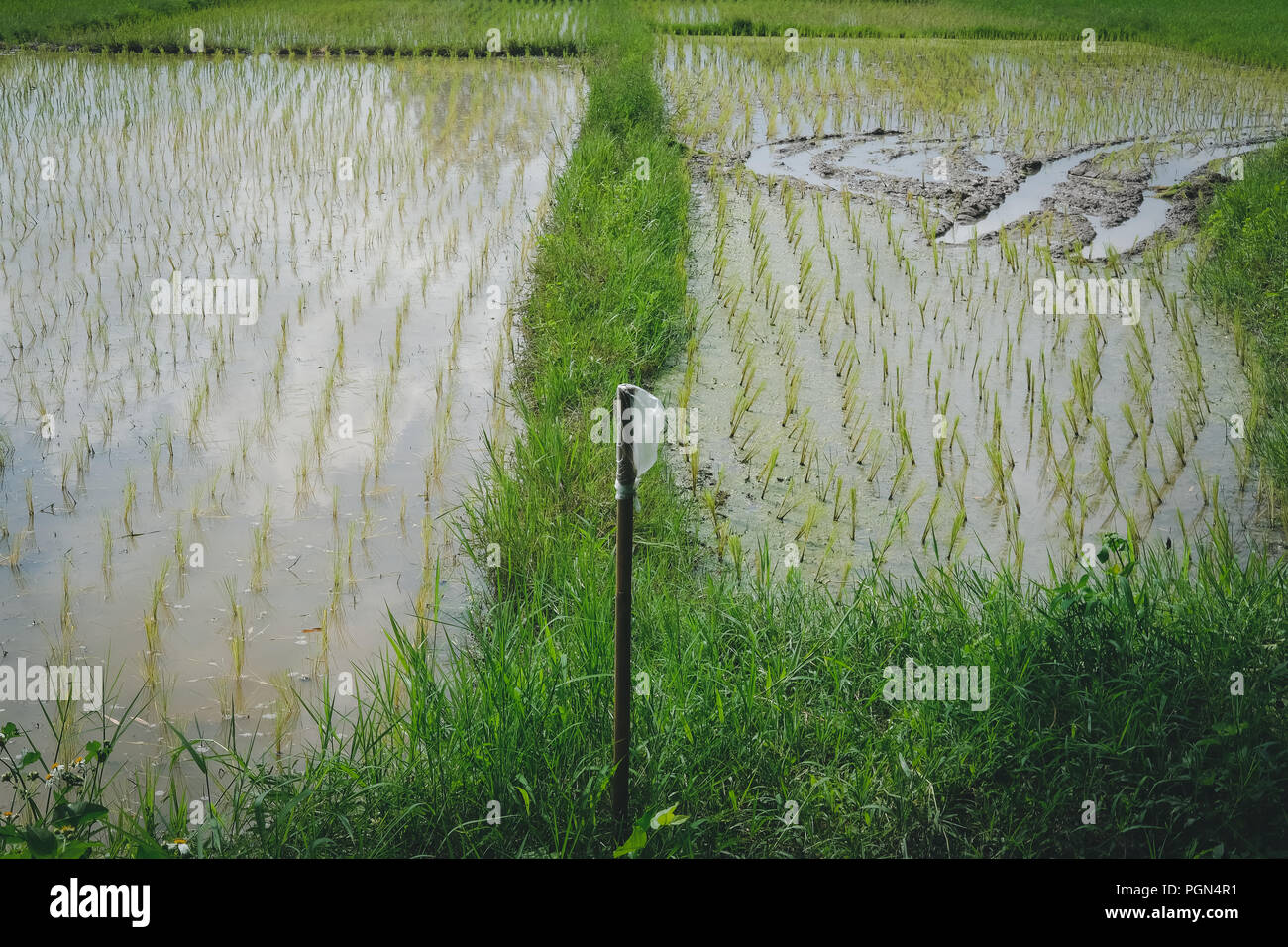 paddy field. rice farm in Thailand Stock Photo - Alamy