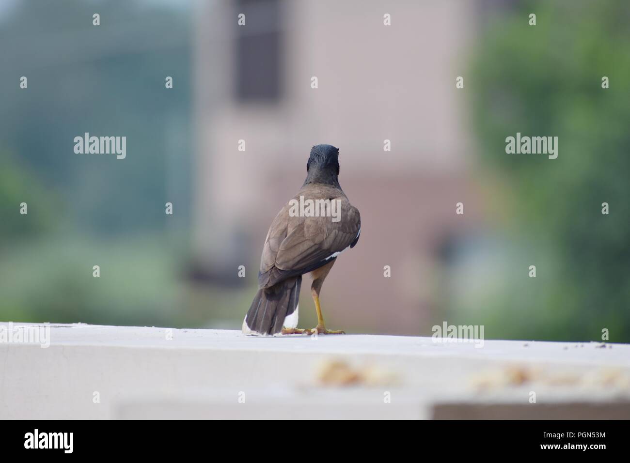 BIRD WATCHING WORLD Stock Photo - Alamy