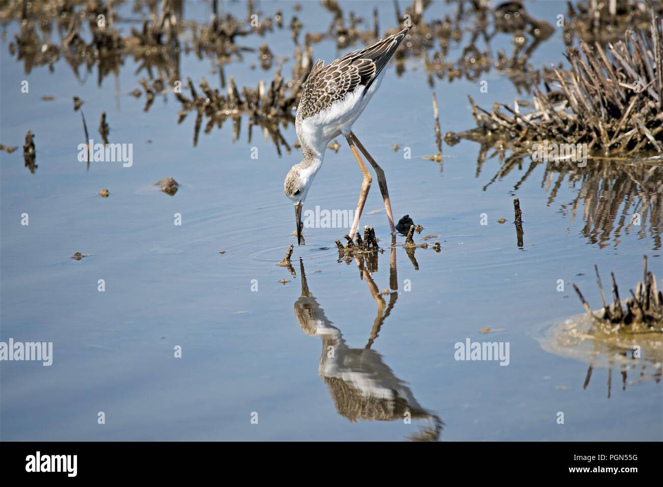 Taken to capture a unique moment that gives the appearance of the bird ...