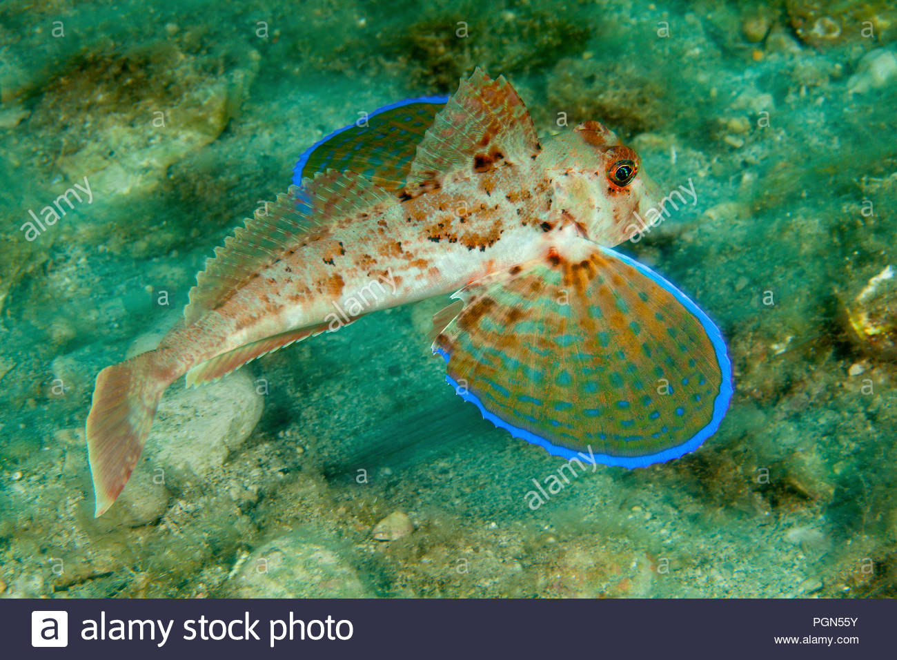 Gurnard Stock Photos & Gurnard Stock Images - Alamy