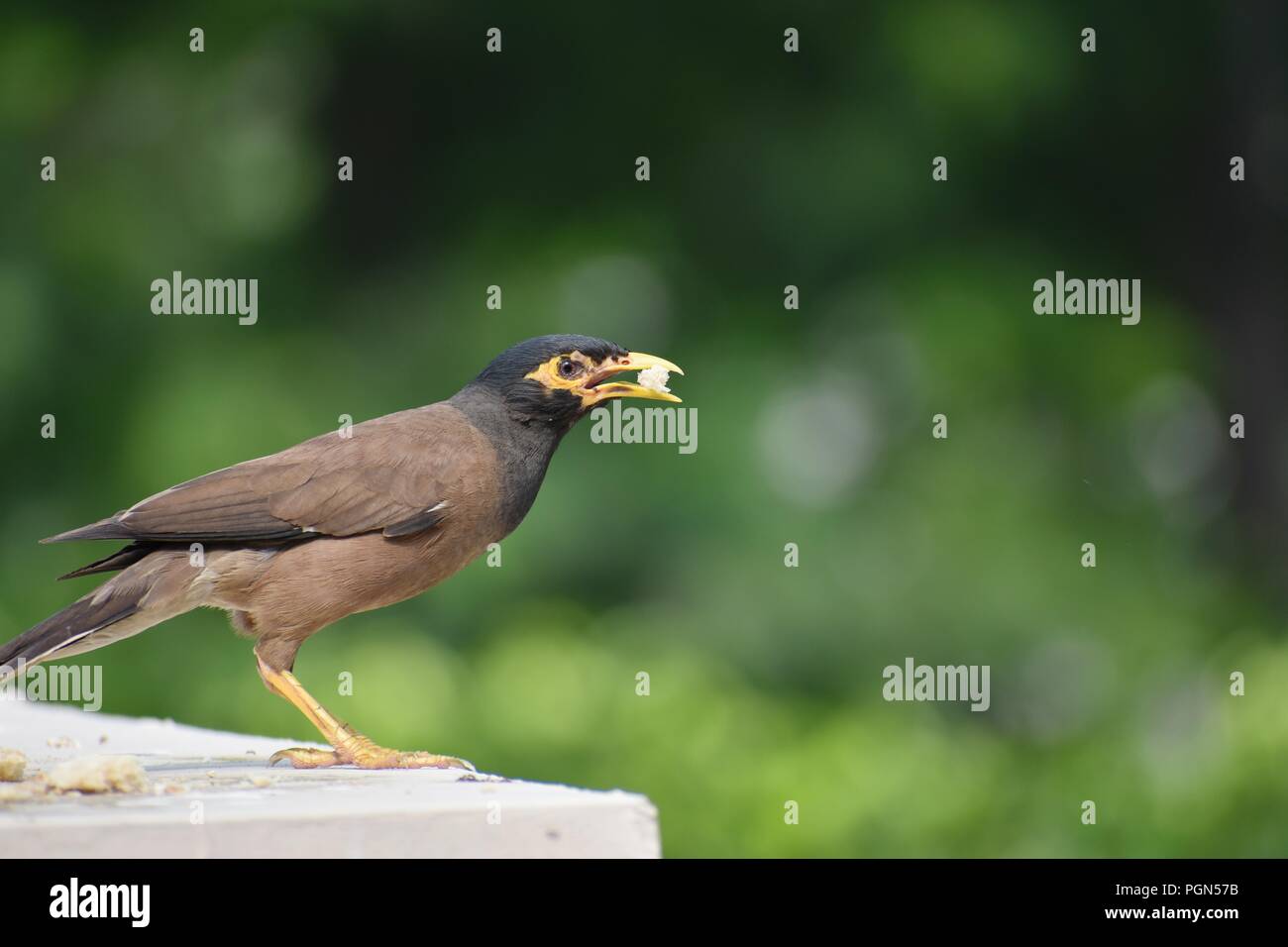 BIRD WITH FOOD Stock Photo - Alamy