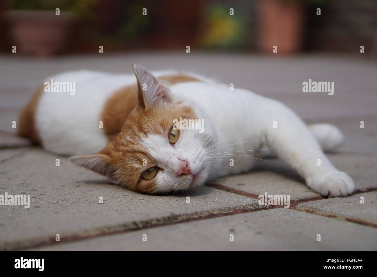 White & Ginger Cat laying on the ground outside Stock Photo - Alamy