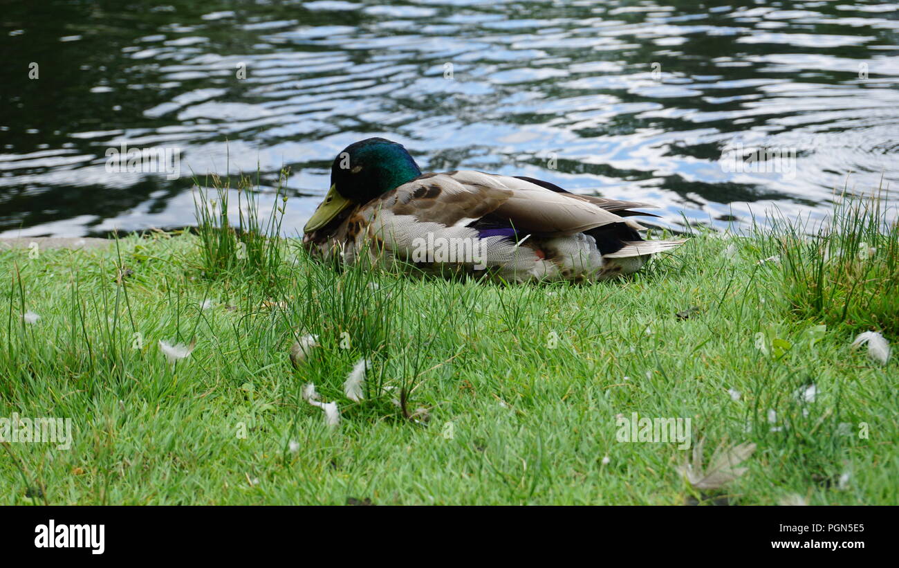 Sleeping duck hi-res stock photography and images - Alamy