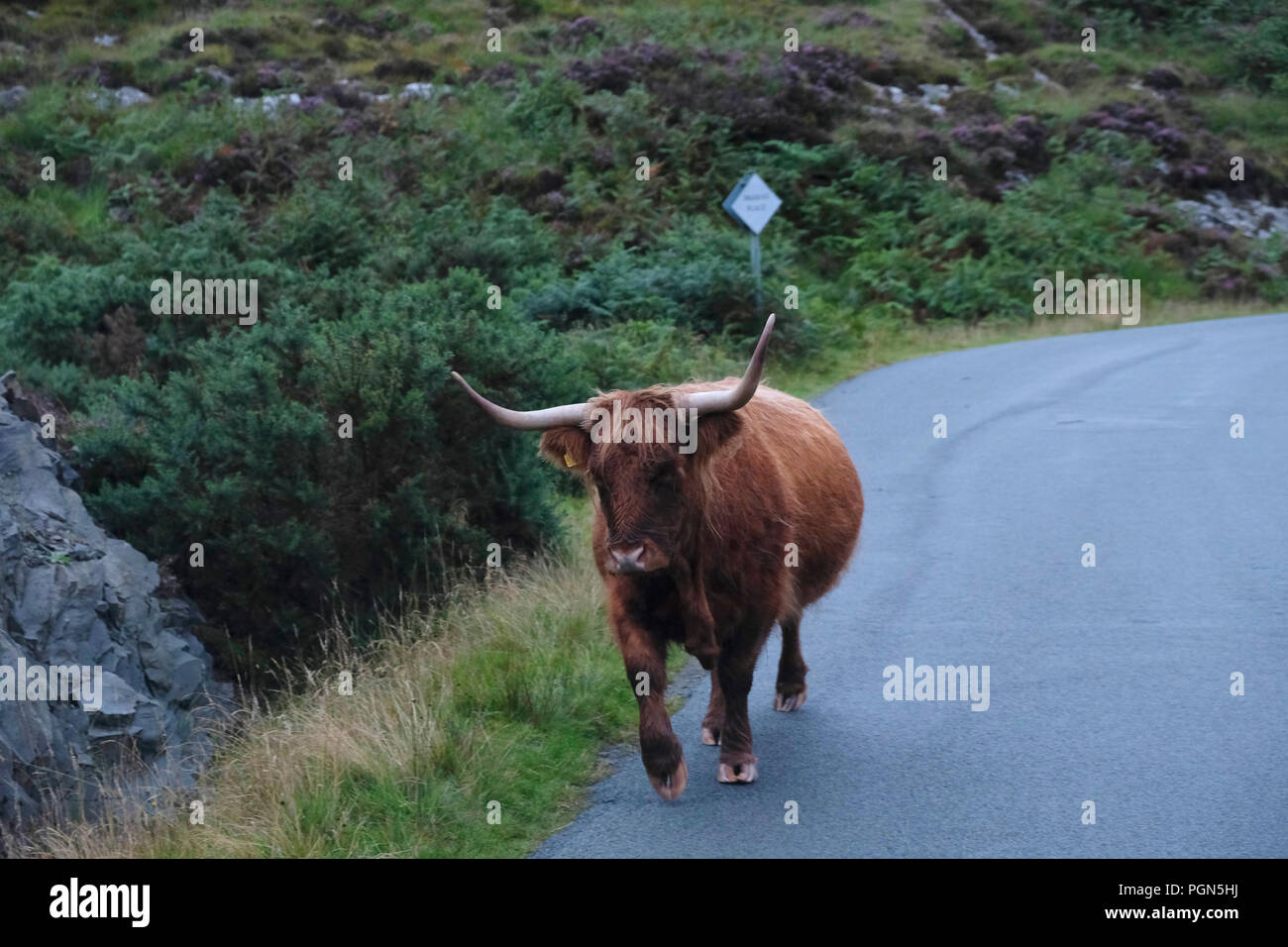 Scotland landscape highlands cow hi-res stock photography and images ...