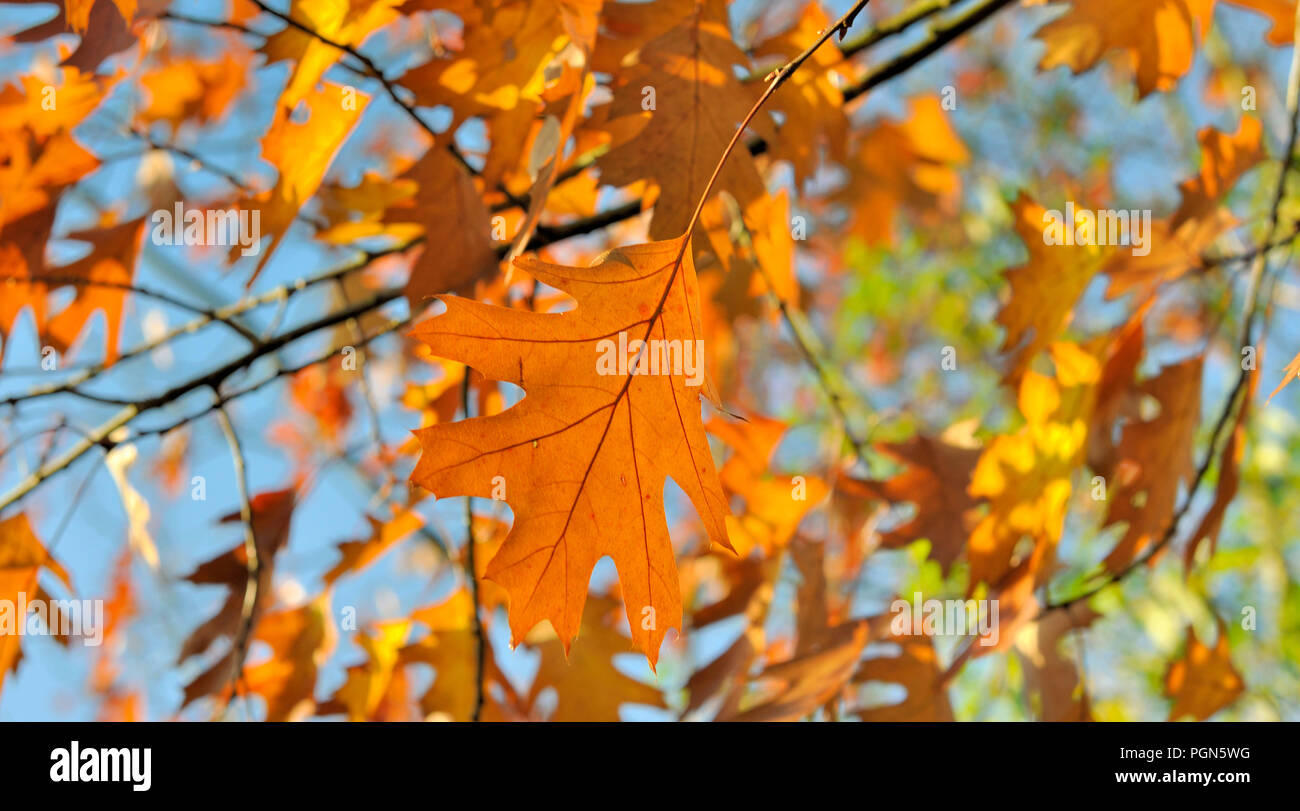 Golden oak leaf hi-res stock photography and images - Alamy