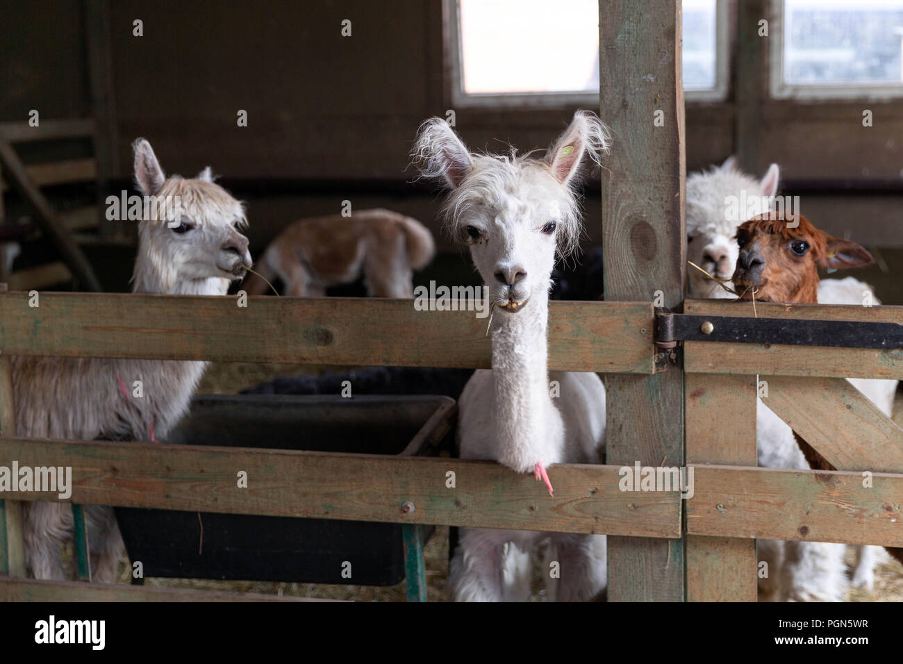 Cute alpacas in the barn Stock Photo - Alamy