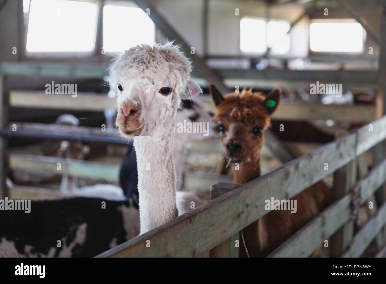 Cute alpacas in the barn Stock Photo - Alamy