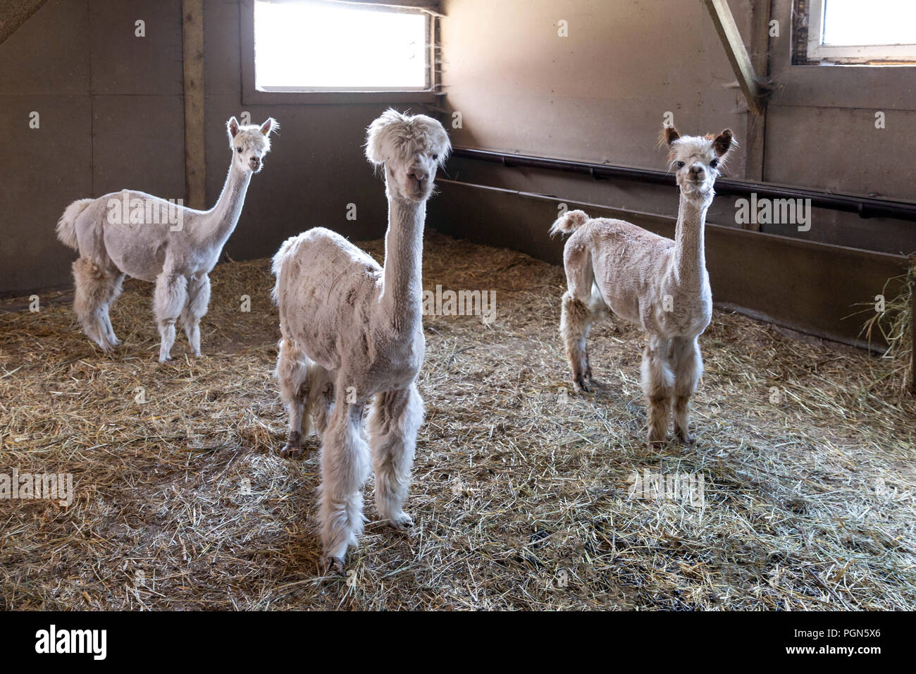 Cute alpacas in the barn Stock Photo - Alamy