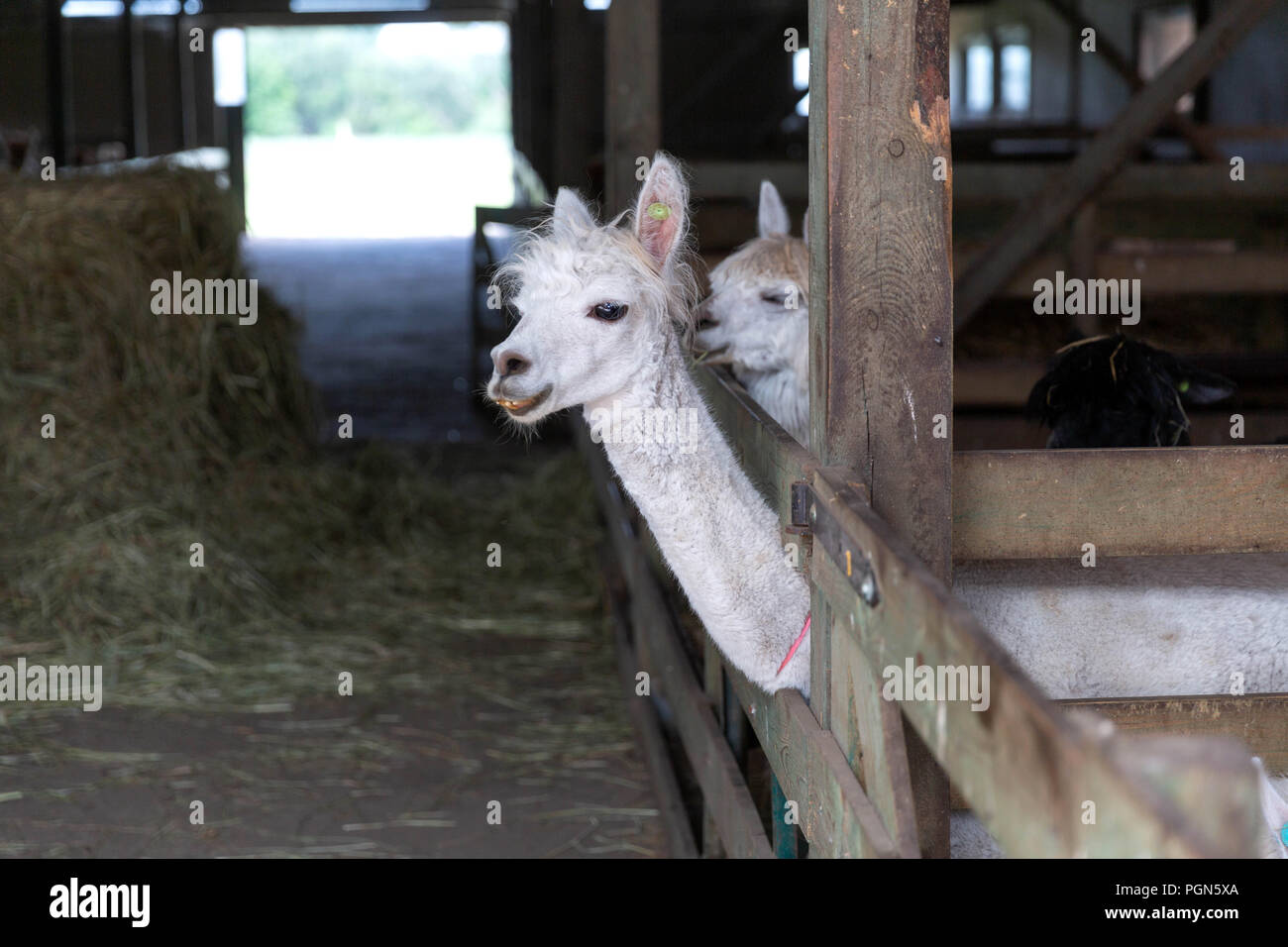 Cute alpacas in the barn Stock Photo - Alamy