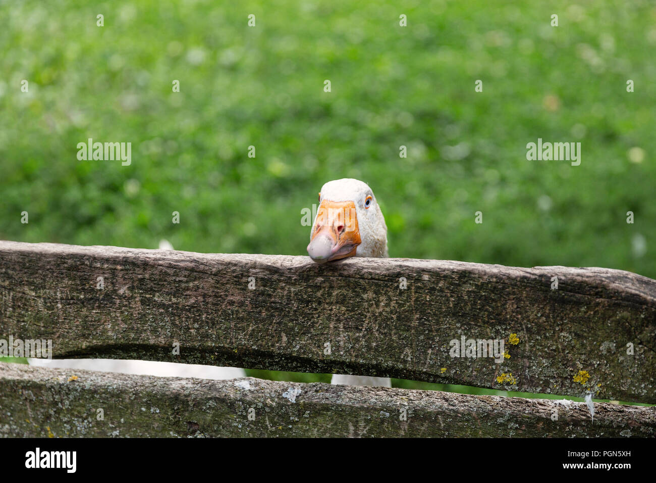 Curious goose looking from behind the wooden fence Stock Photo - Alamy
