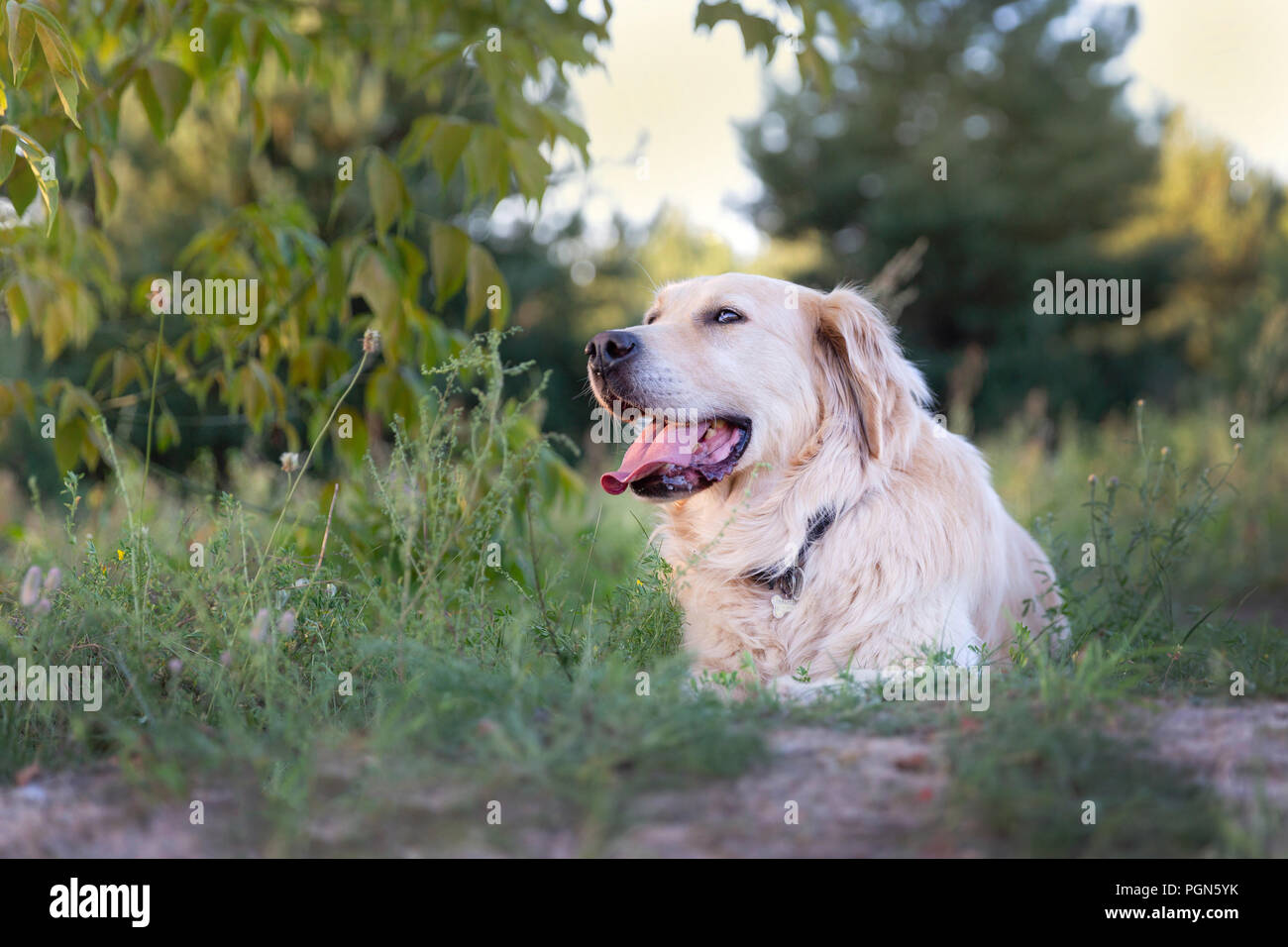 Resting golden retriever hi-res stock photography and images - Alamy