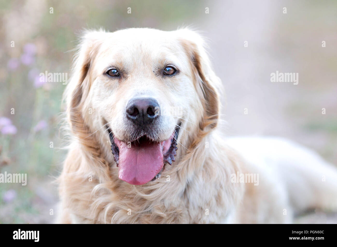 Retriever outdoors happy hi-res stock photography and images - Alamy
