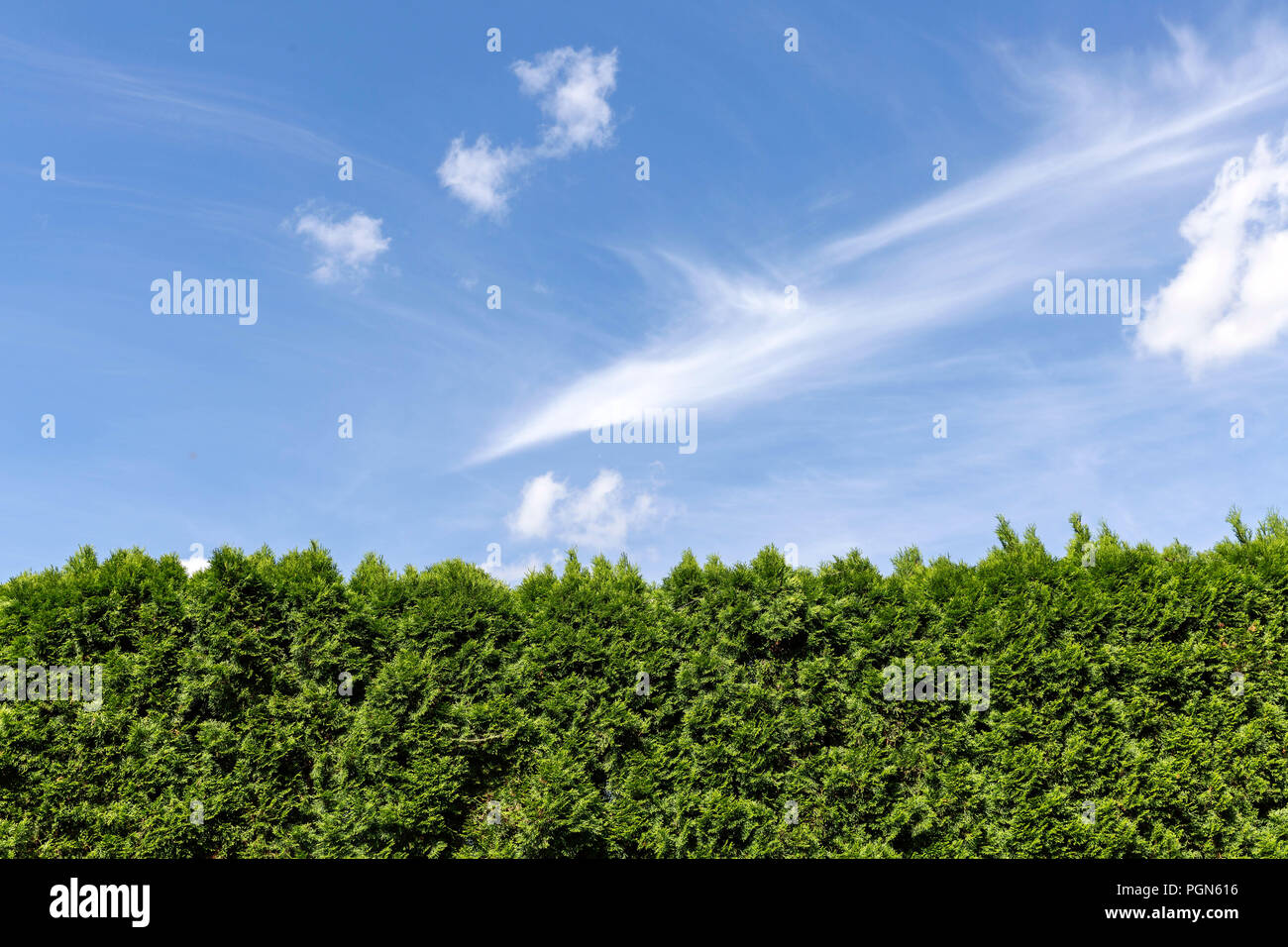 Green hedge and blue sky with clouds as a background Stock Photo - Alamy