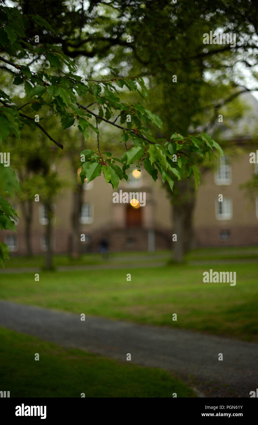 Urban trees and windows hi-res stock photography and images - Alamy