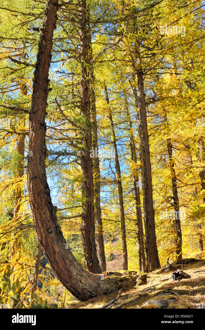 Tamarack larches hi-res stock photography and images - Alamy
