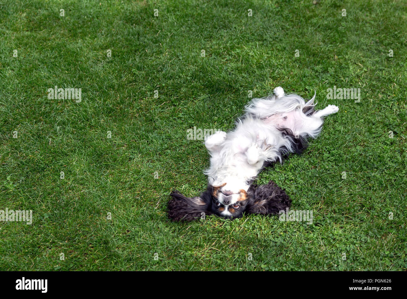 Happy dog lying upside down and fooling around on the grass Stock Photo ...