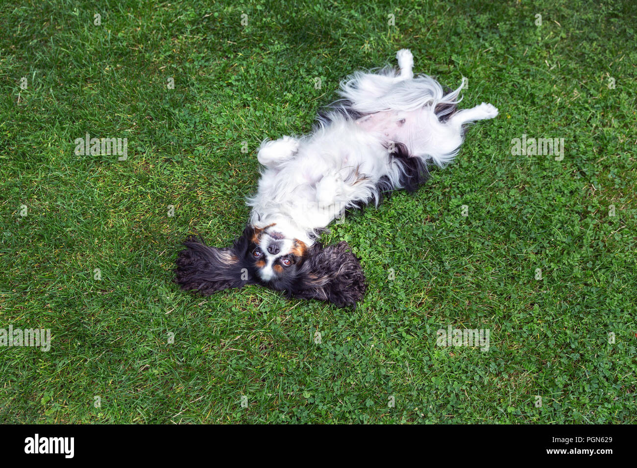 Happy dog lying upside down and fooling around on the grass Stock Photo ...