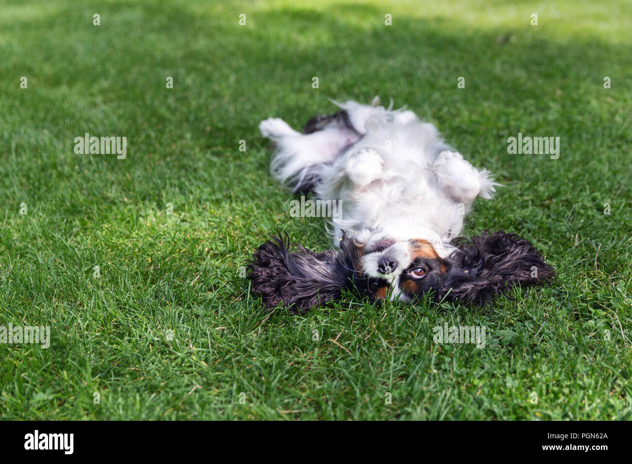 Happy dog lying upside down and fooling around on the grass Stock Photo ...