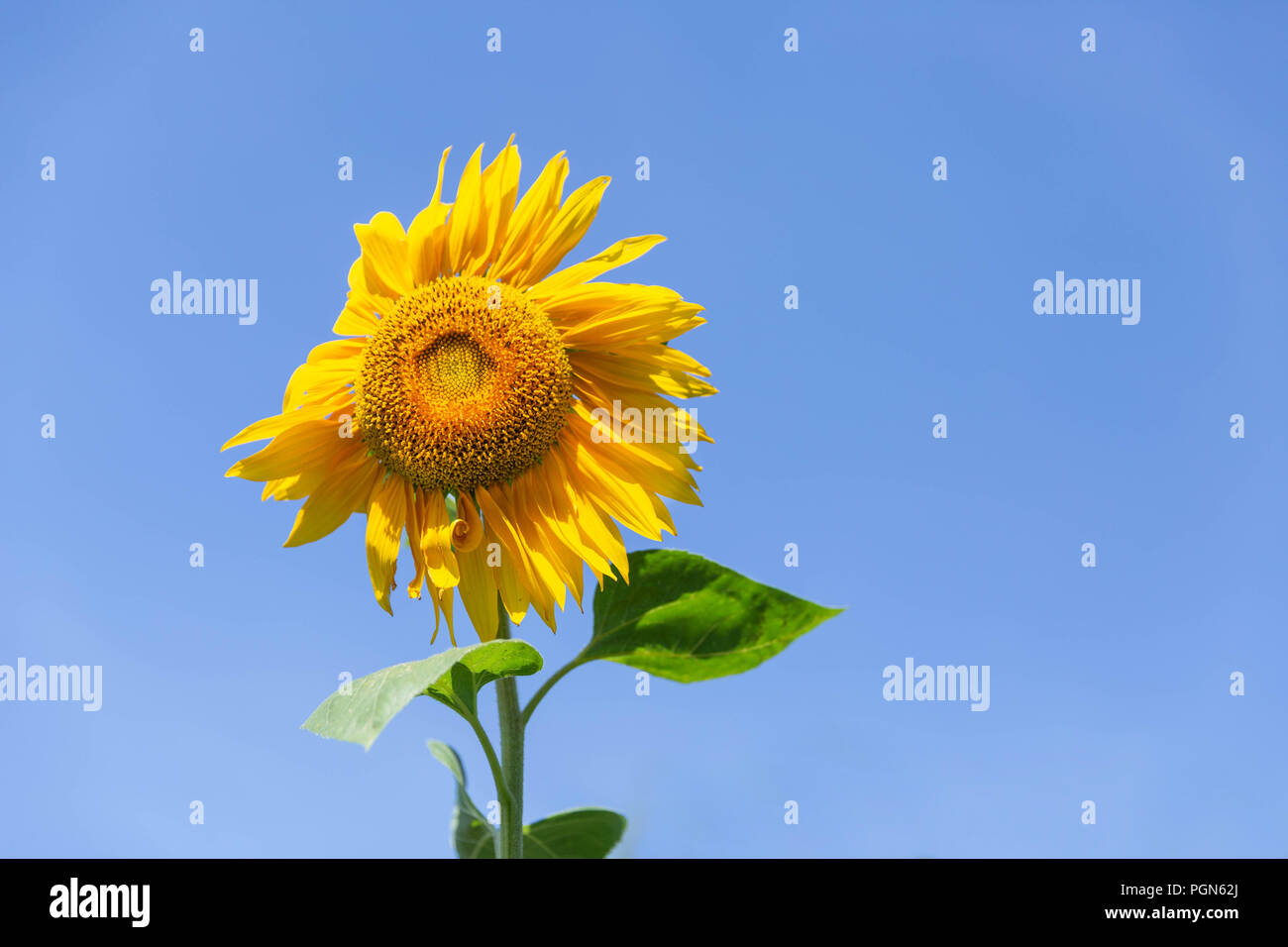 Flower single sky background hi-res stock photography and images - Alamy