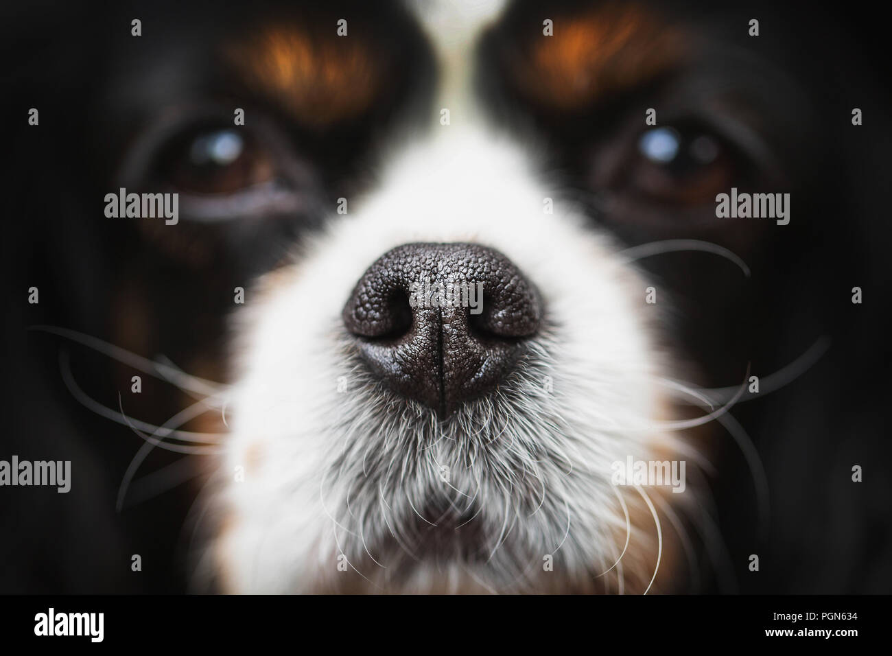 Closeup of dog nose Stock Photo - Alamy