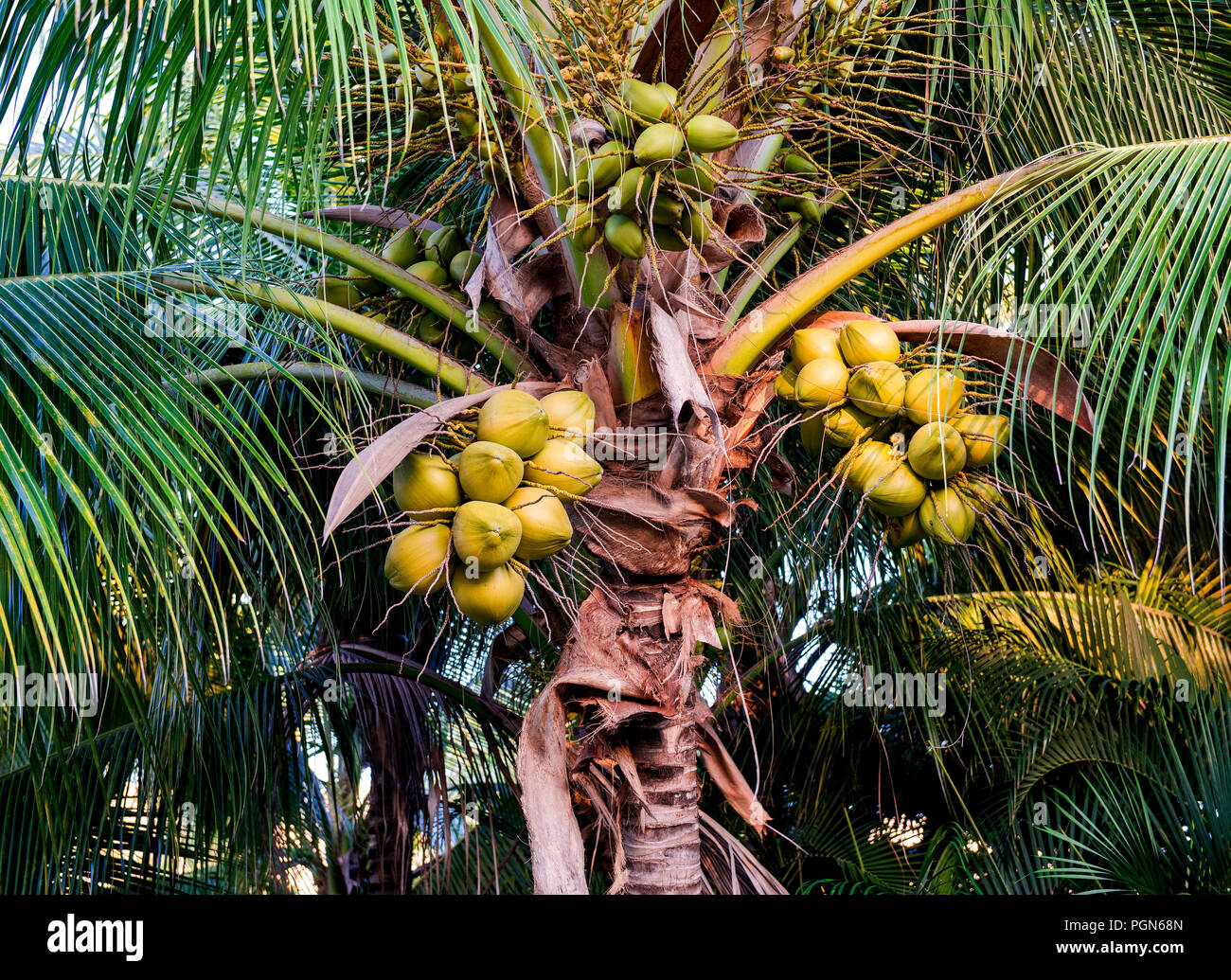 Coconuts on a Palm Tree Stock Photo - Alamy