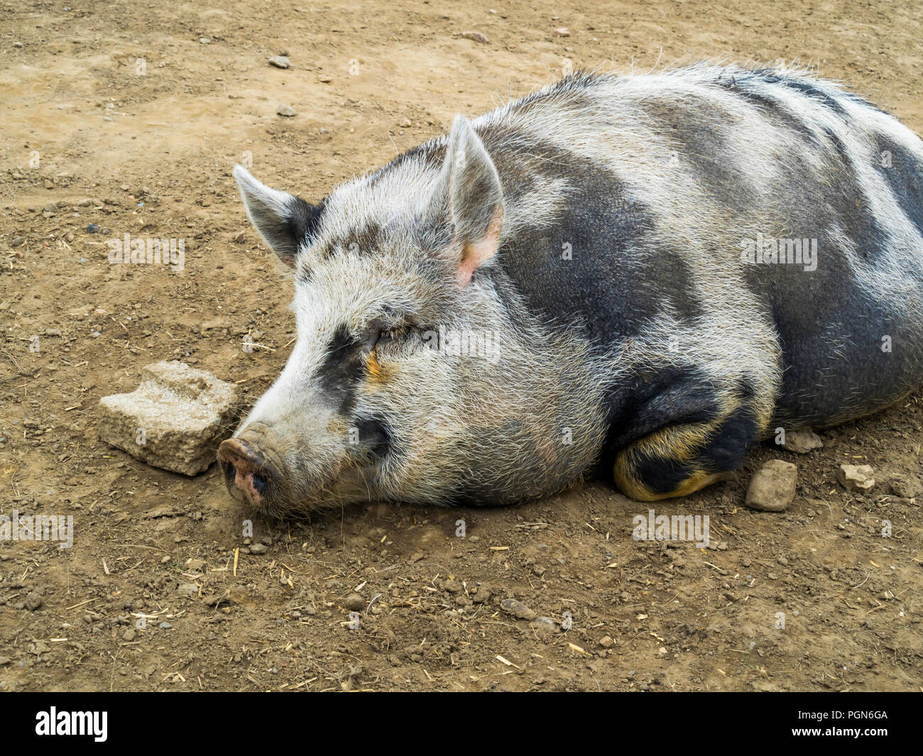 Pig in sty hi-res stock photography and images - Alamy