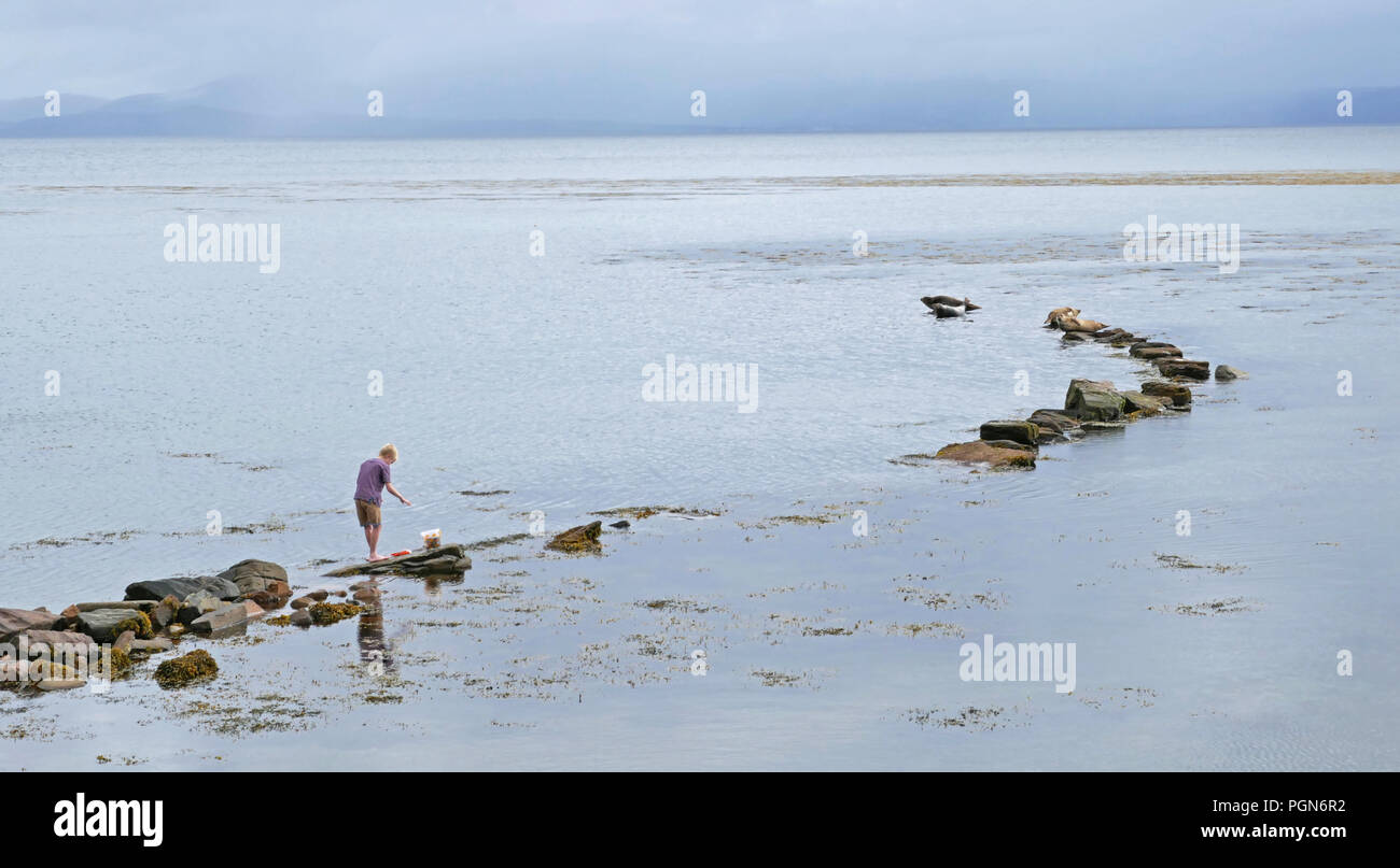 Young Boy Crabbing on Beach While Seals Bask on Rocks Stock Photo - Alamy