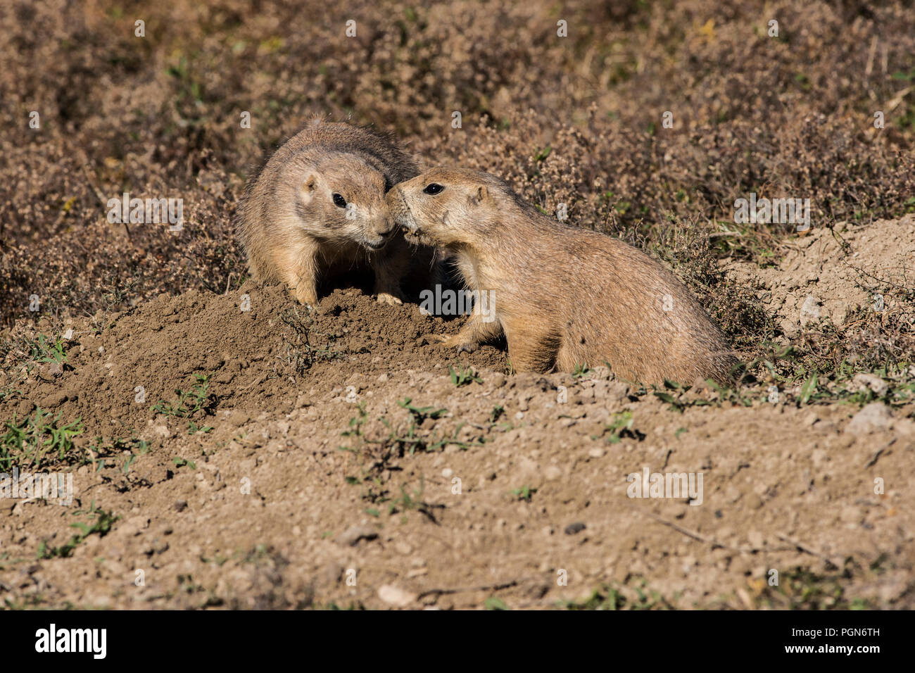 Nuzzling each other hi-res stock photography and images - Alamy