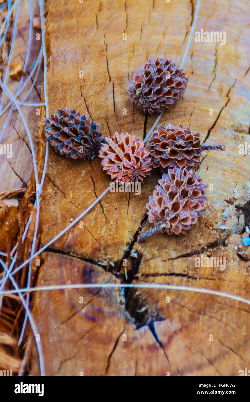 Dry fallen seeds of Casuarina equisetifolia (Common ironwood) fruit on ...