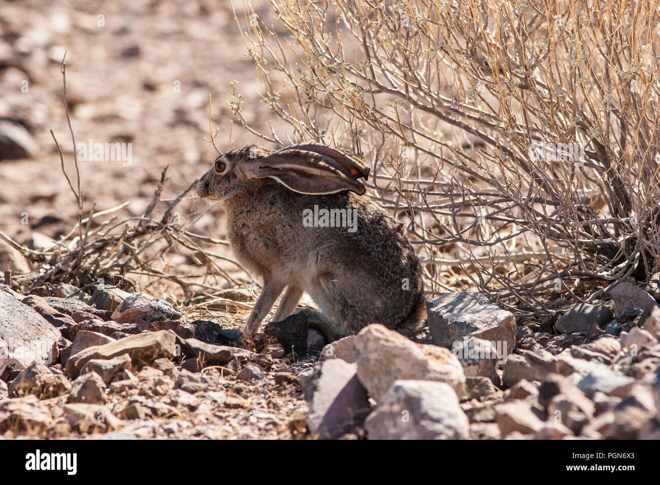Black tail jack rabbit hi-res stock photography and images - Alamy