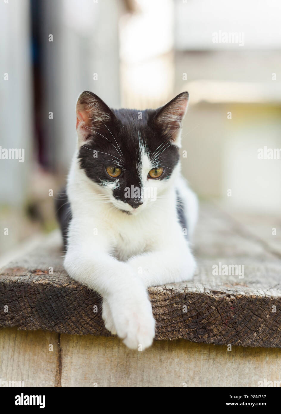 cat laying on a bench Stock Photo - Alamy