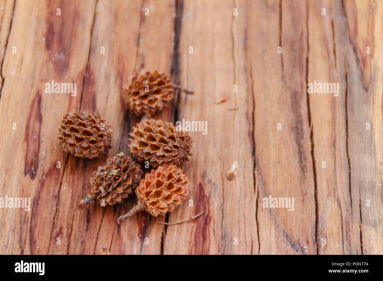 Dry fallen seeds of Casuarina equisetifolia (Common ironwood) fruit on ...