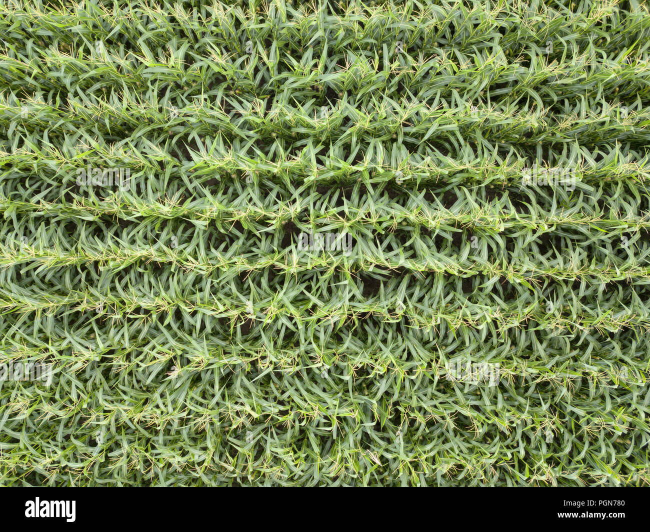 Organic natural green field of corn. Top view aerial photo from drone ...