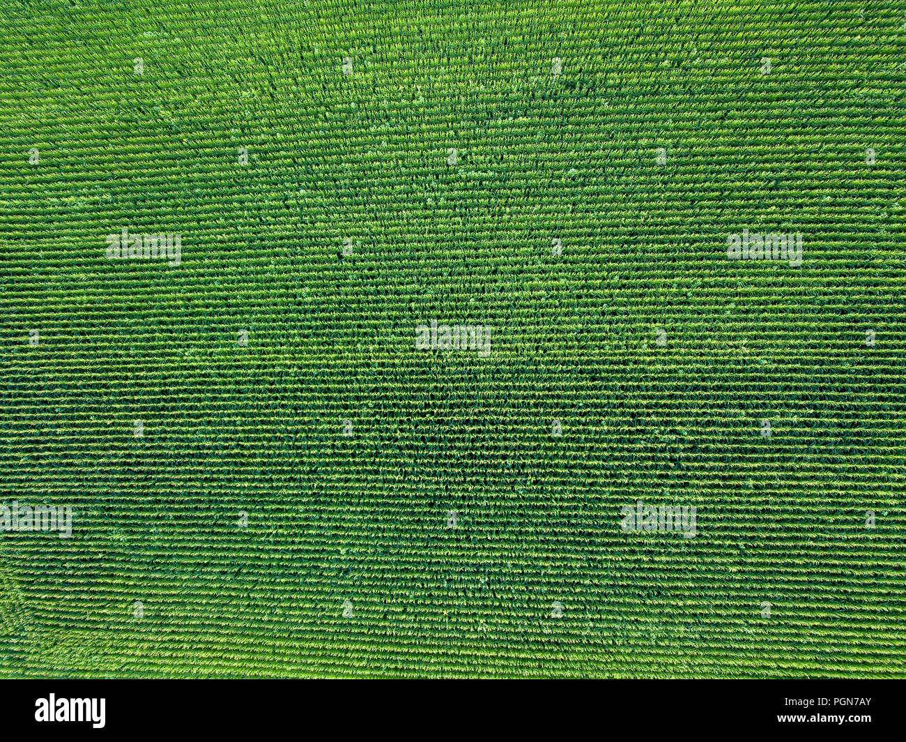 Green field, sown with natural ecological crops from a bird's eye view ...