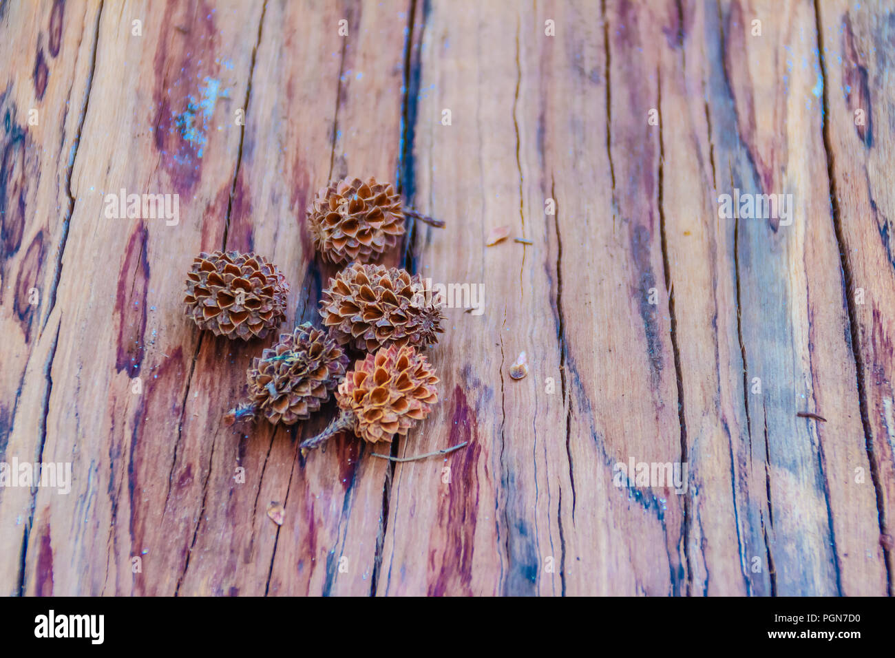 Dry fallen seeds of Casuarina equisetifolia (Common ironwood) fruit on ...