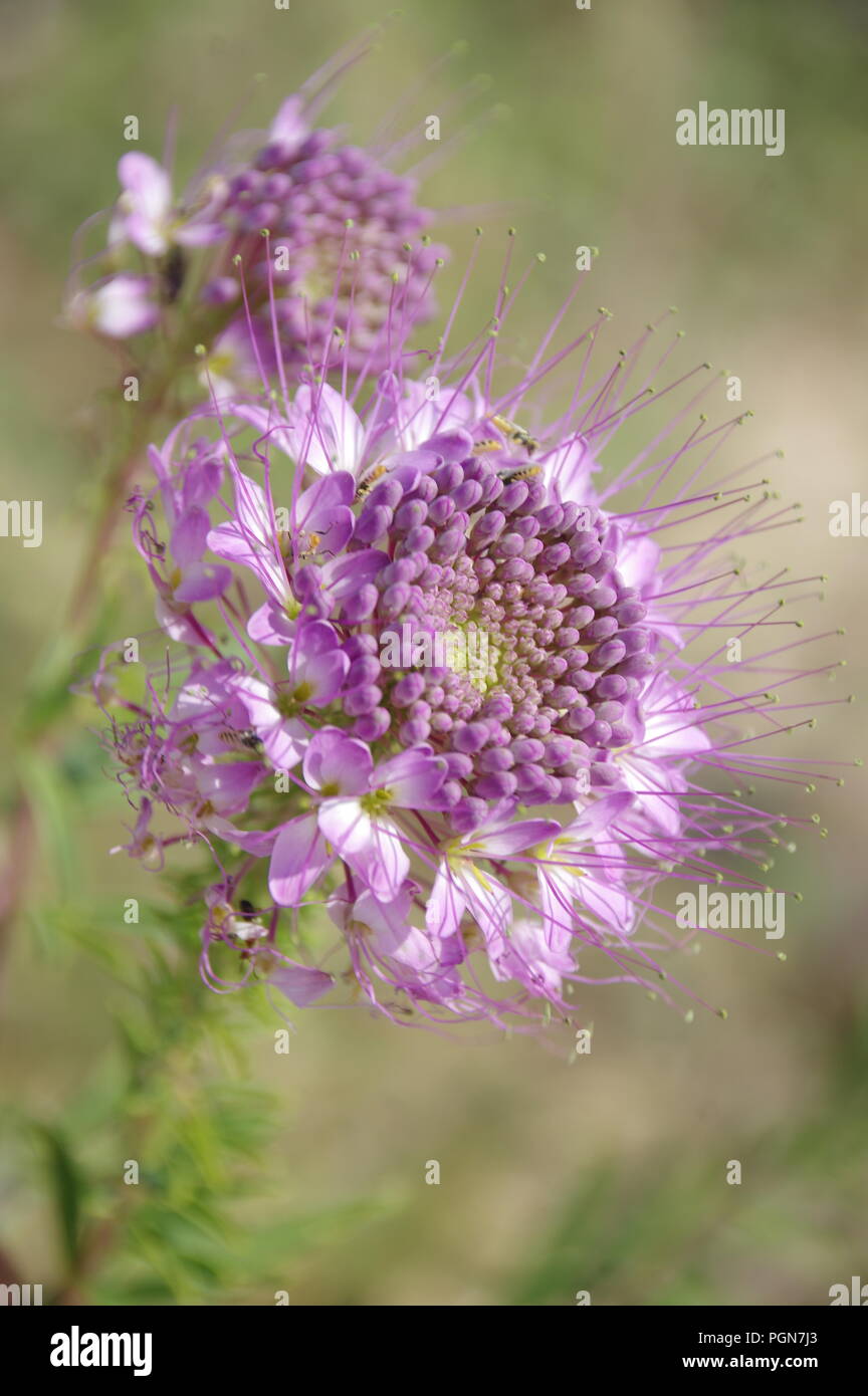 Rocky mountain bee hi-res stock photography and images - Alamy