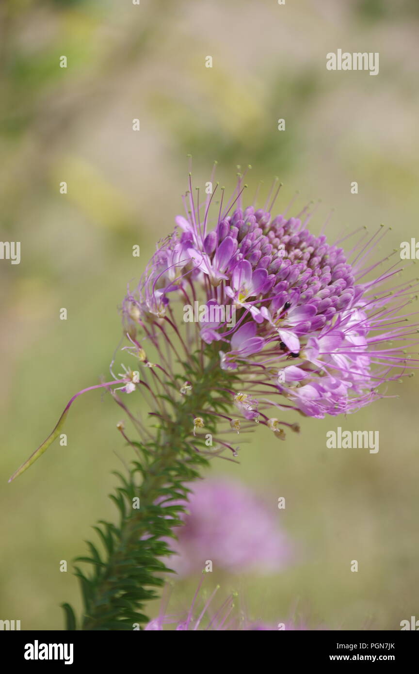 Rocky mountain bee hi-res stock photography and images - Alamy