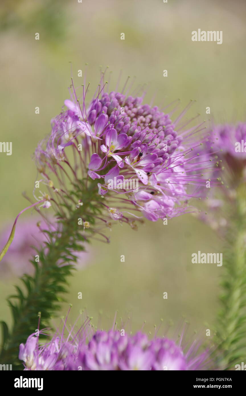 Rocky mountain bee hi-res stock photography and images - Alamy
