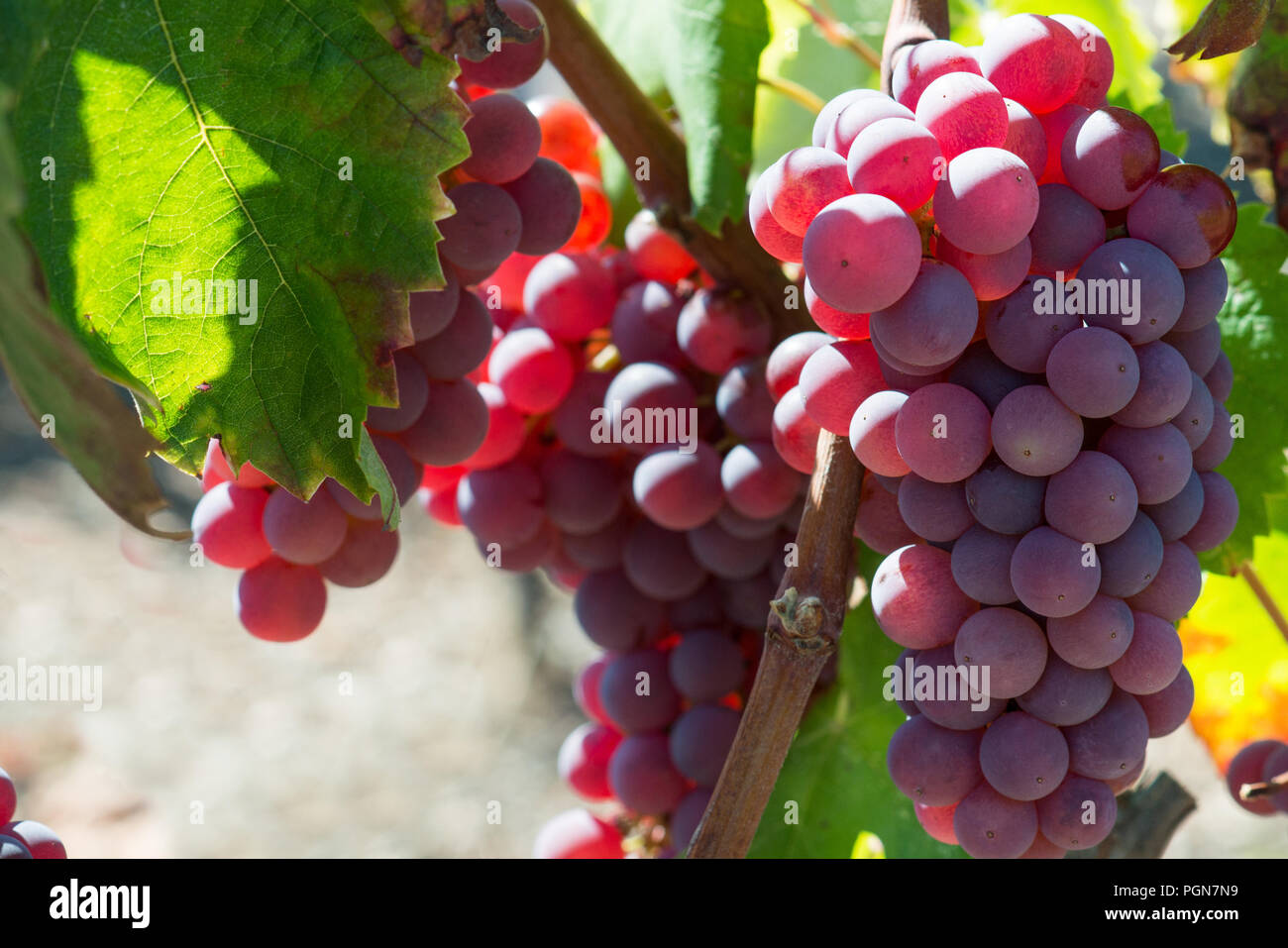 Xarello grape hi-res stock photography and images - Alamy